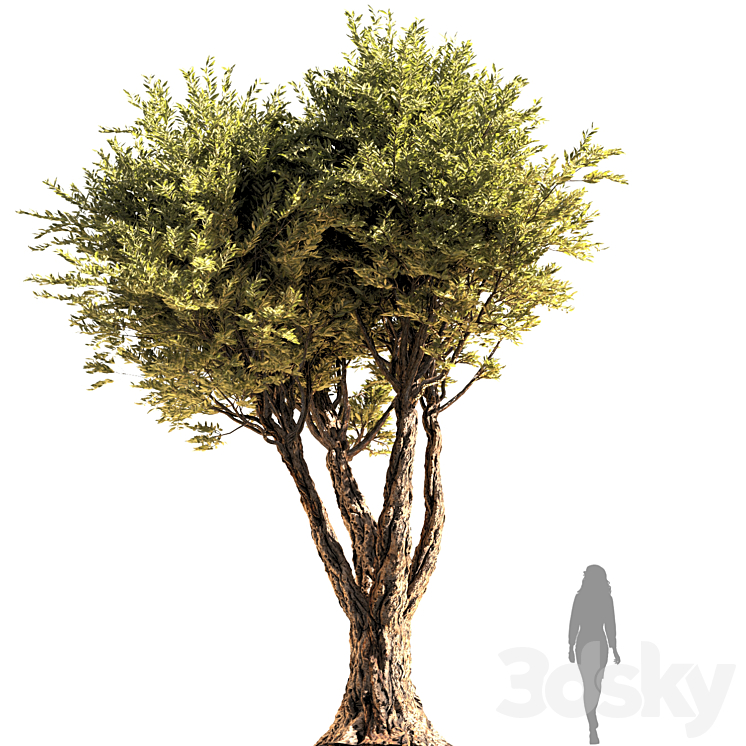 Monterey tree 005 - Tree - 3D model