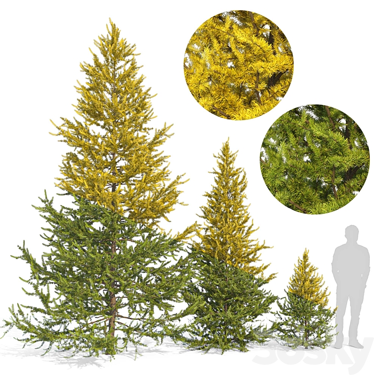 European larch 2 (Larix decidua 2) - Tree - 3D model