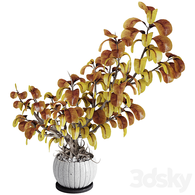 Bonsai Jungle Ficus Elastica Rubber Tree Collection 270 - Indoor - 3D model