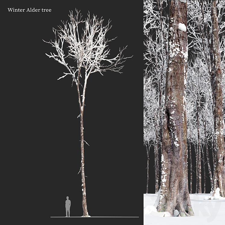 Winter Alder tree - Tree - 3D model