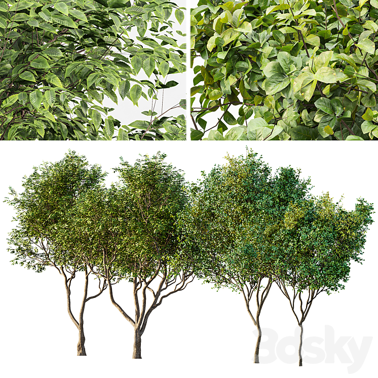 Sweet chestnut and Bush Leaf - Tree - 3D model