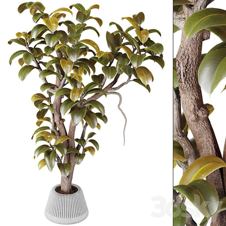 Bonsai Jungle Ficus Elastica Rubber Tree Collection 283 - Indoor - 3D model