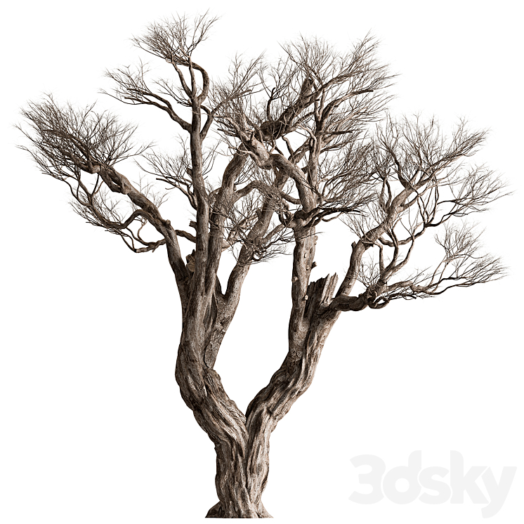 Dry Olive Tree Set 295 - Tree - 3D model