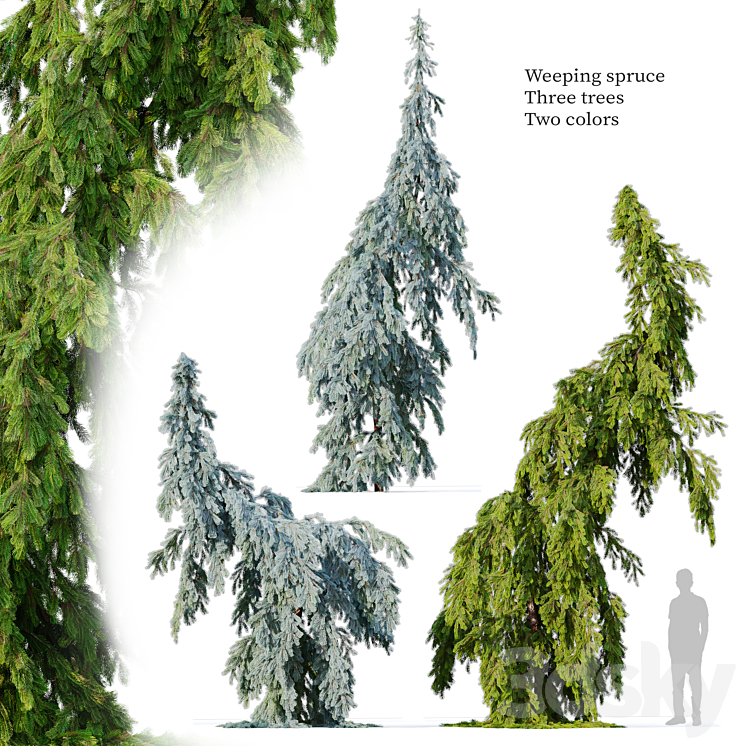 Weeping spruce 02 - Tree - 3D model