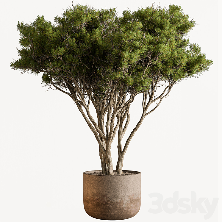 Outdoor Plants 606 - Tree in Pot - Outdoor - 3D model