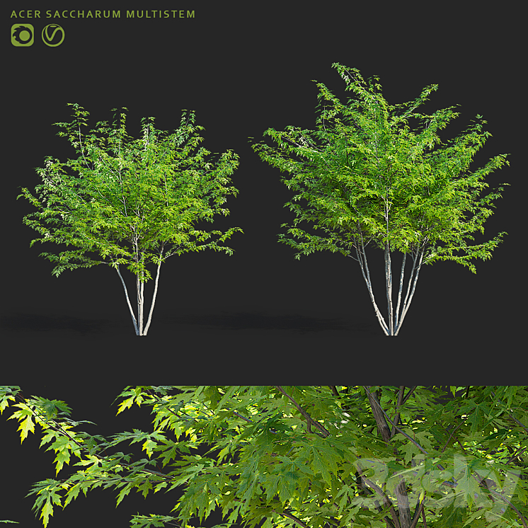 Sugar maple multi-stem | Acer saccharum - Tree - 3D model