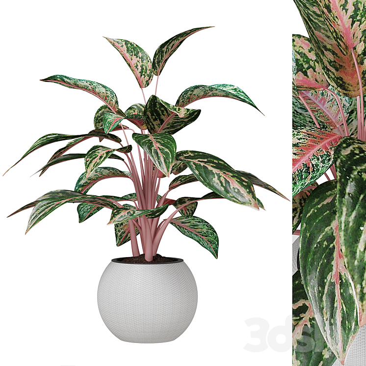 Aglaonema Infinity. Indoor plant - Indoor - 3D model