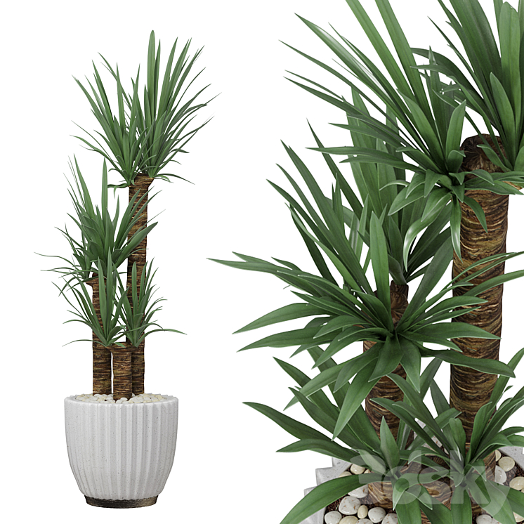 Yucca. Indoor plant. - Indoor - 3D model