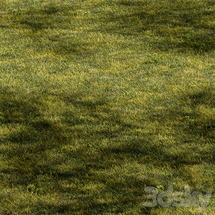 Short Grass Set 31 - Grass - 3D model