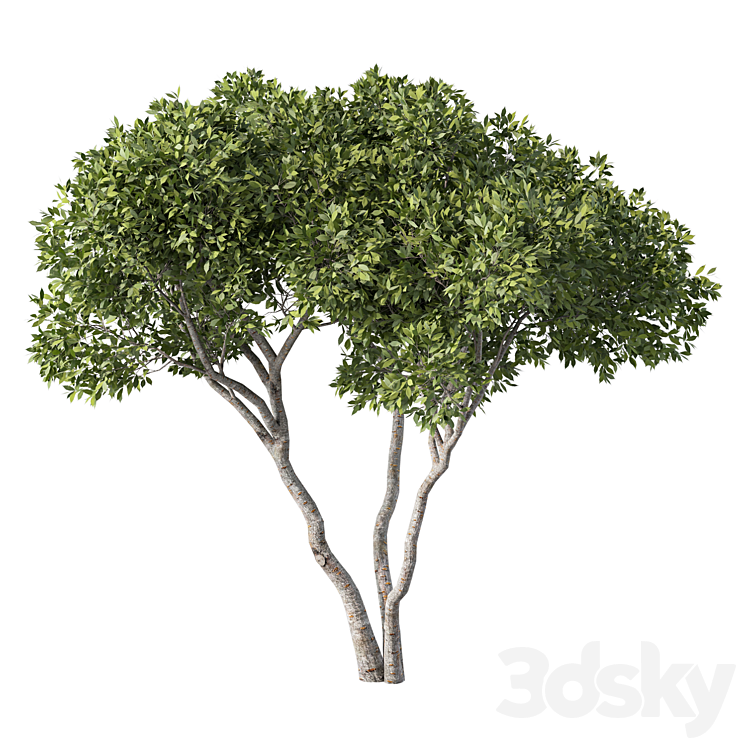 Tree No.90 - Tree - 3D model