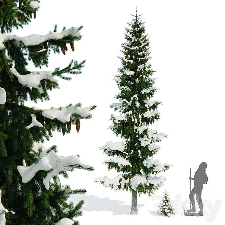 Spruce Picea Abies Winter 7m Spruce - Tree - 3D model