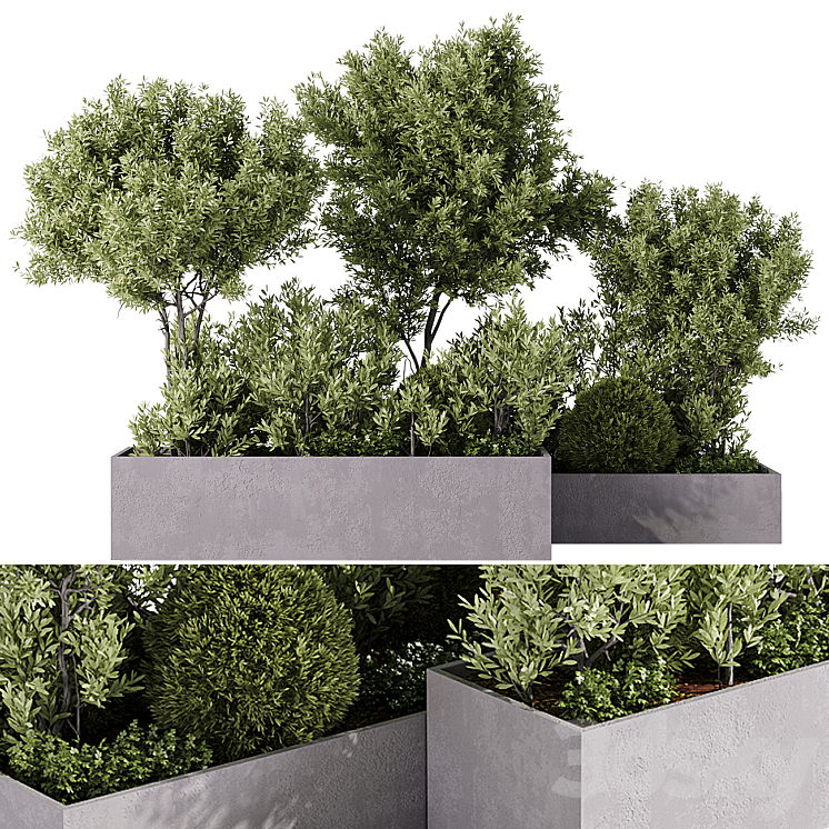 Outdoor Plants - 5 Plants in box - Outdoor - 3D model