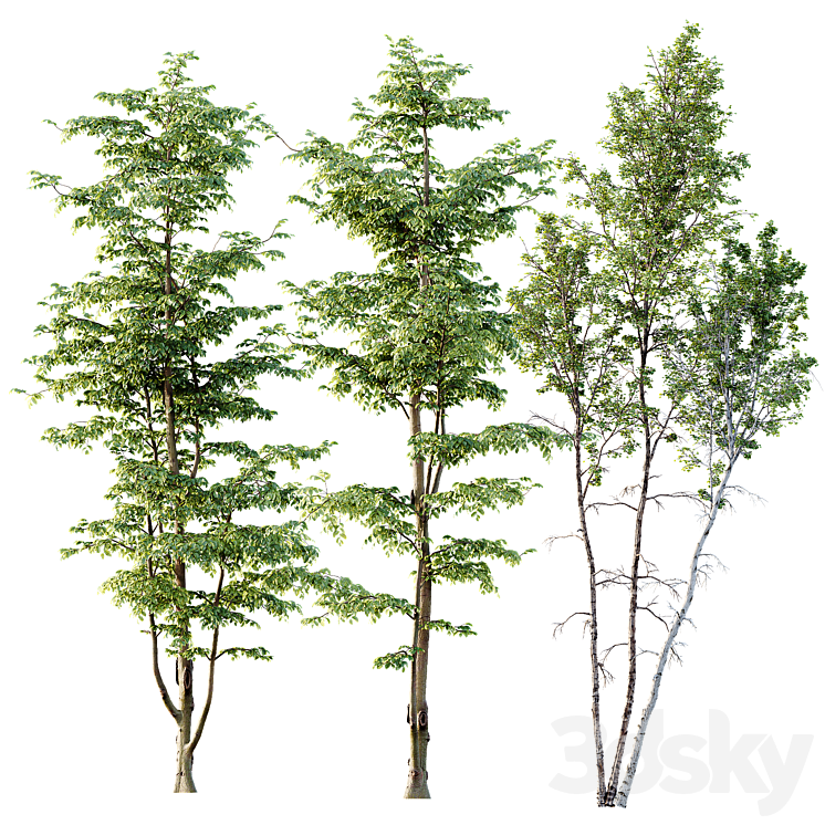 Carpinus Betulus 03 - Tree - 3D model