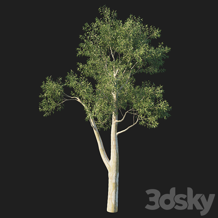 Eucalyptus tree 05 - Tree - 3D model