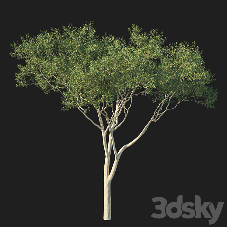 Eucalyptus tree 07 - Tree - 3D model
