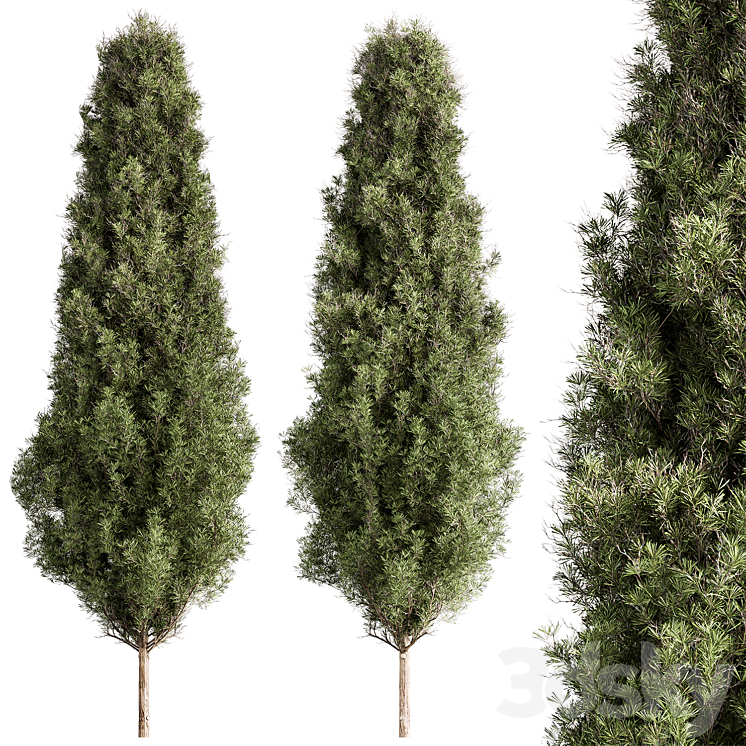 Lawson Cypress Tree 314 - Tree - 3D model