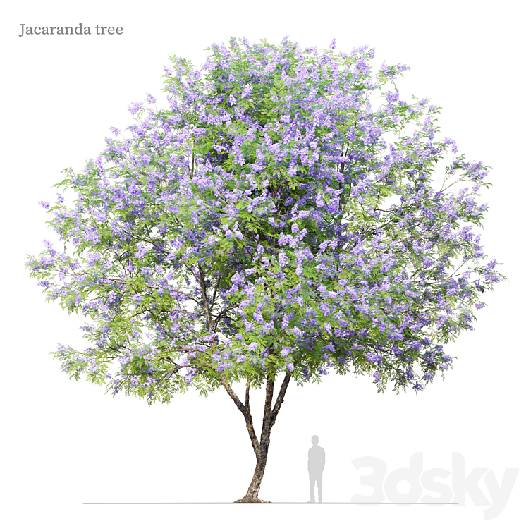 Jacaranda tree - Tree - 3D model