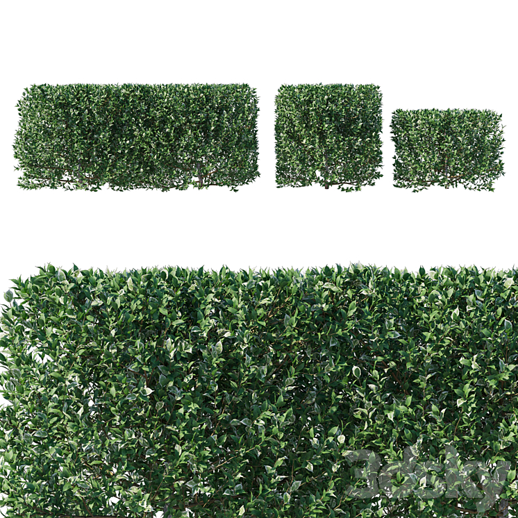 Ficus benjamina Golden King_Weeping Fig - Bush - 3D model