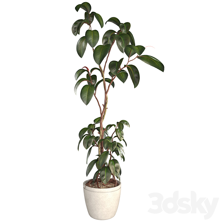 Bonsai Jungle Ficus Elastica Rubber Tree 336 - Indoor - 3D model
