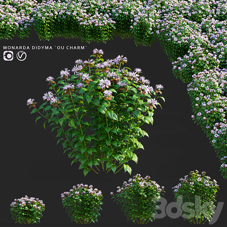 Monarda flowers | Monarda didyma Ou Charm - Bush - 3D model