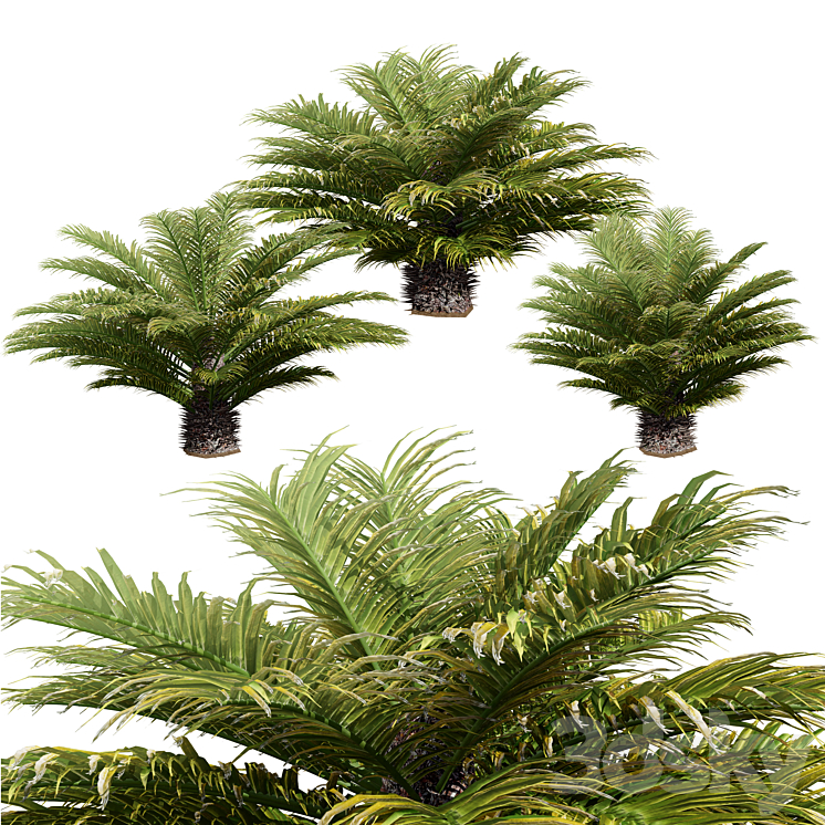 Cycas Revoluta 3D Model - Tree - 3D model