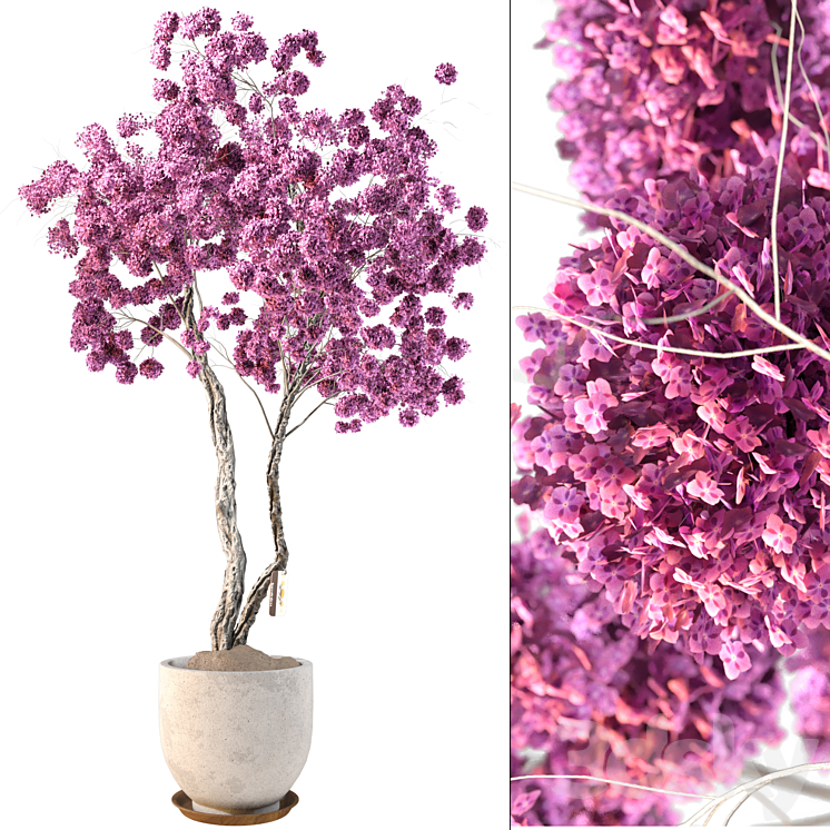 Bonsai Trumpet Tree in Cement Pot 342 - Indoor - 3D model
