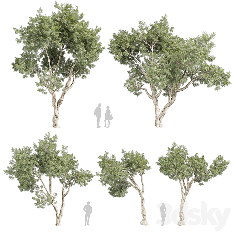 Collection plant vol 573 - Eucalyptus - Pauciflora - tree - Tree - 3D model