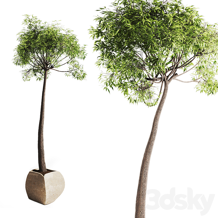 Australian bottleneck plant - Indoor - 3D model