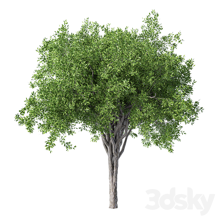 Tree No.125 - Tree - 3D model