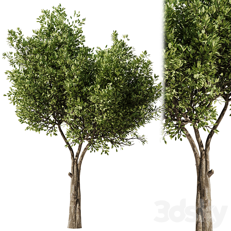Olive Tree Set24 - Tree - 3D model