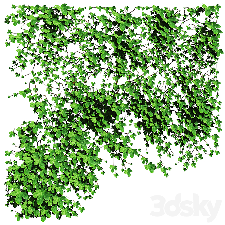 Ivy Climbing leaf - Outdoor - 3D model