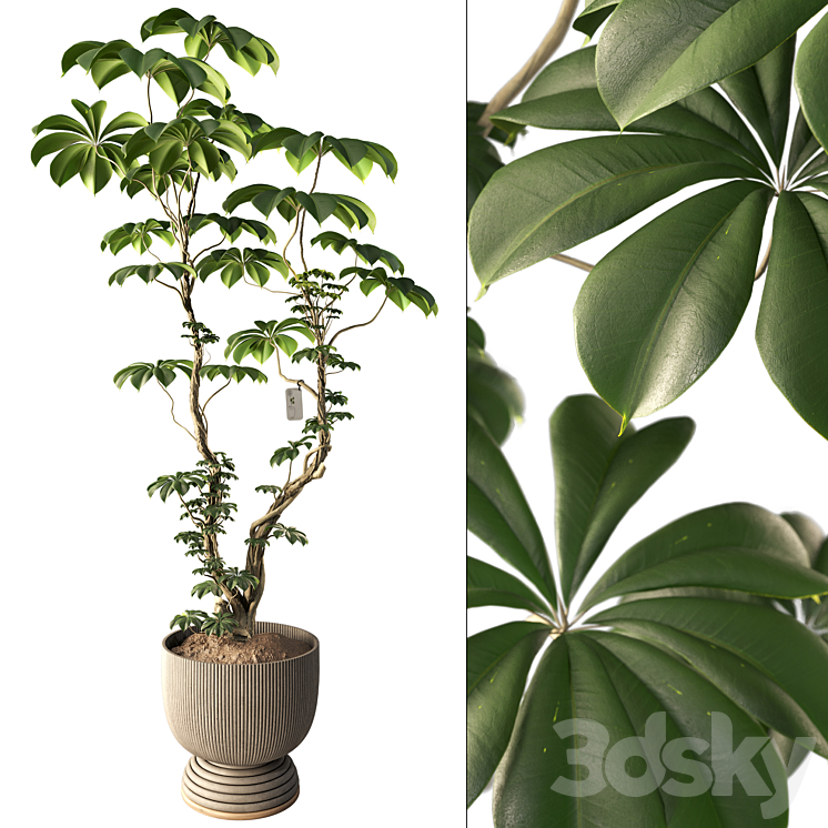 Bonsai Ficus Umbrella Tree in pot 351 - Indoor - 3D model