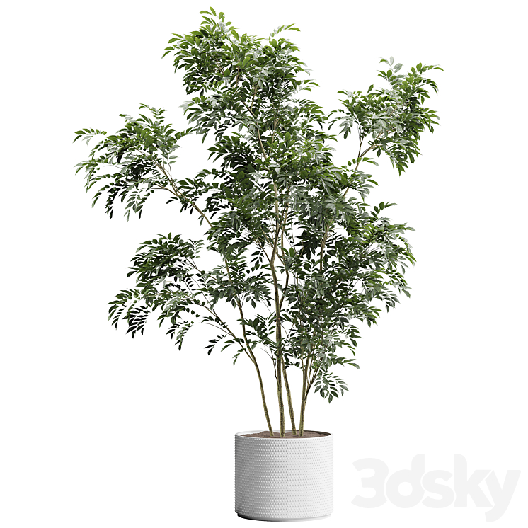 IndoorPlant03 Moringa - Indoor - 3D model