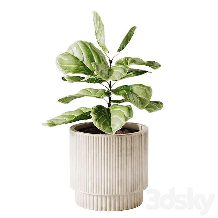 Live Ficus Plant Grow Pot - Indoor - 3D model