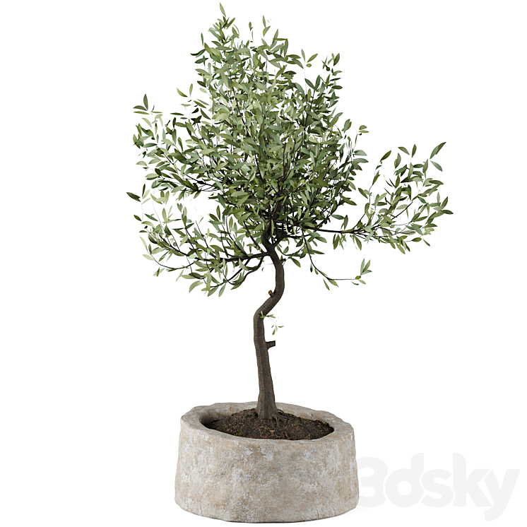 Olive Tree with Stone Pot - Outdoor - 3D model