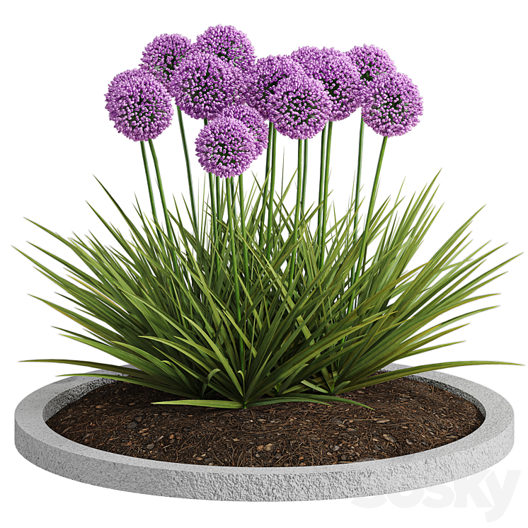 Millenium Allium Flower Outdoor Garden Plant - Outdoor - 3D model