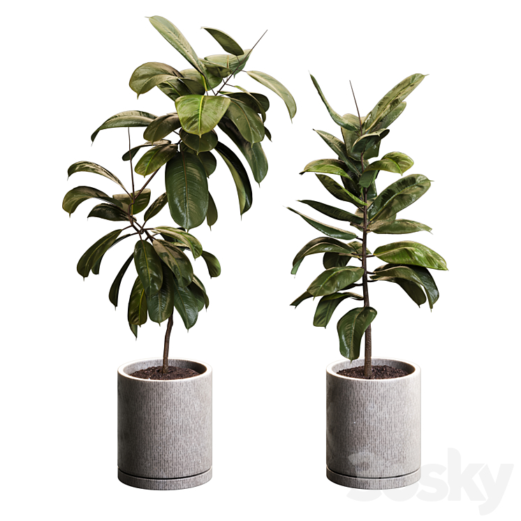 Ficus plants TA 8 - Indoor - 3D model