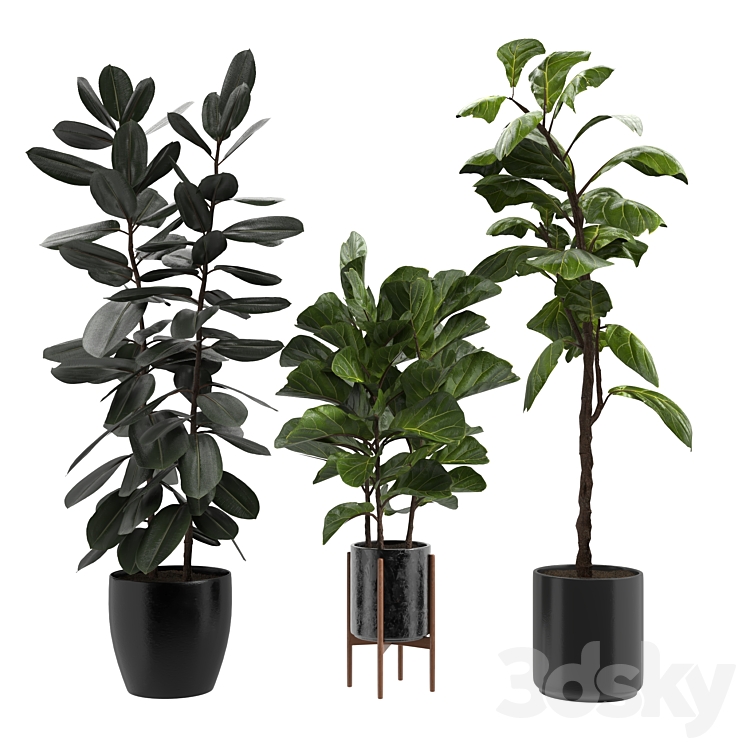 Ficus Plant Set-02 - Indoor - 3D model