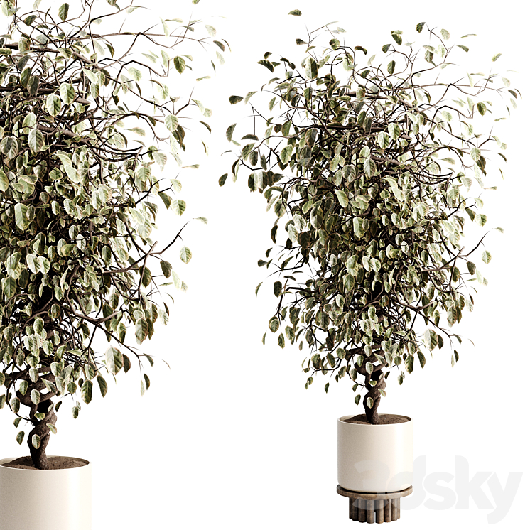 Ficus benjamina Tree in a Ceramic pot - set indoor plant 595 - Indoor ...