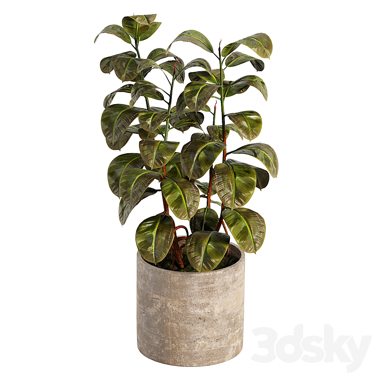 Live Ficus Elastica Rubber Plant - Indoor - 3D model