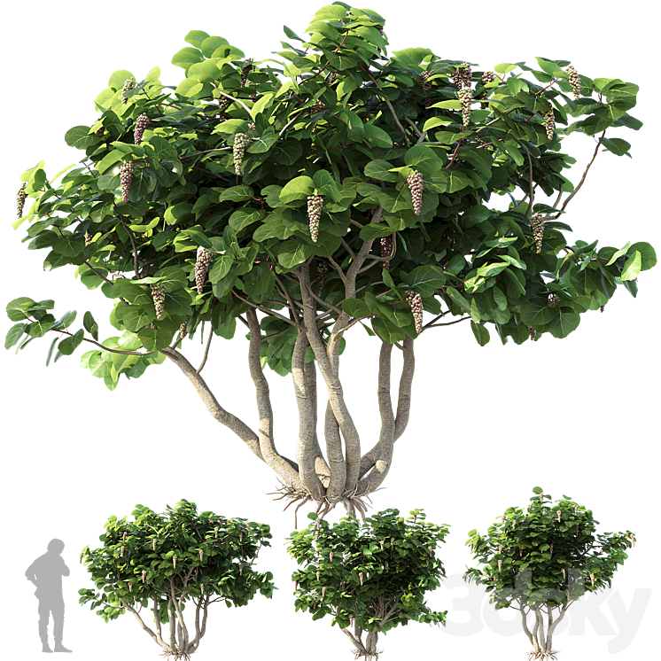 Seagrape Kokkoloba - Tree - 3D model