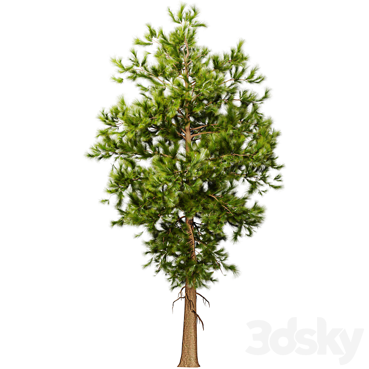 pine tree - Tree - 3D model