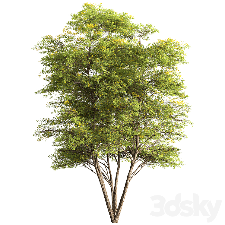 Silver Wattle Tree Set 371 - Tree - 3D model