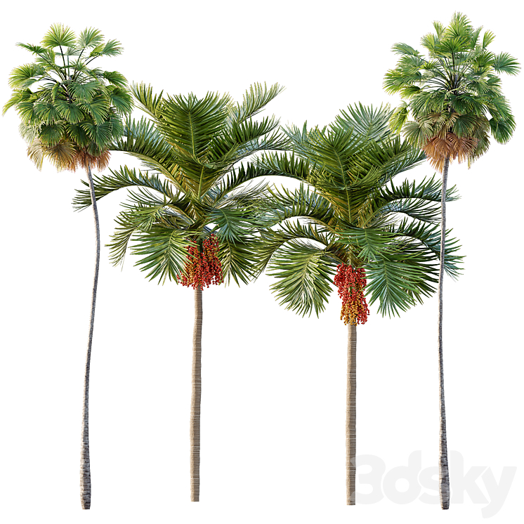 AV Christmas Palm Manila Palm Adonidia Veitchia Merrillii and Borassus ...