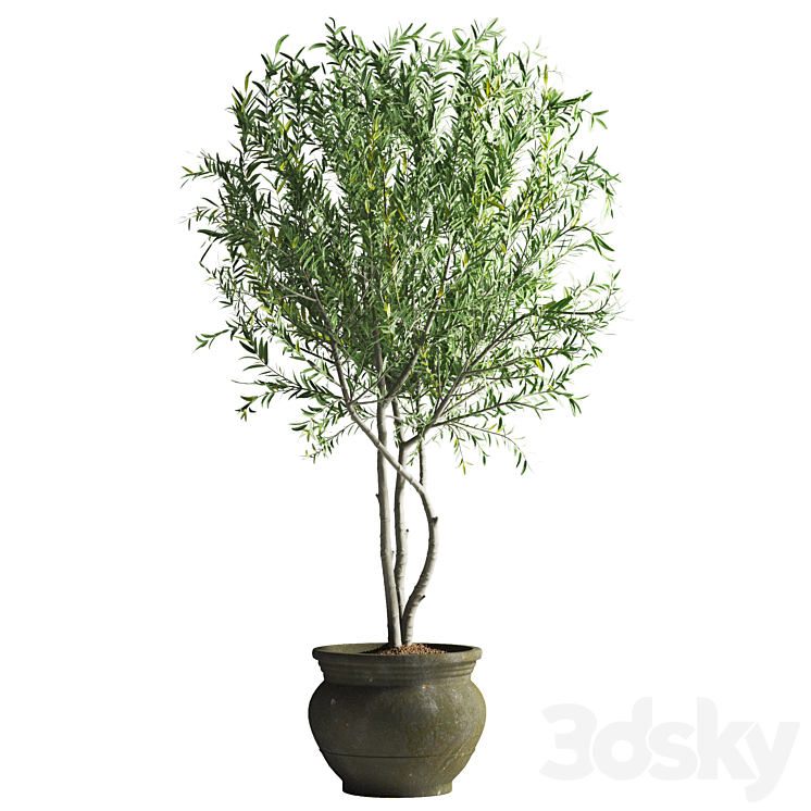 Olive Tree Plant Pottery Pot Crock - Indoor - 3D model