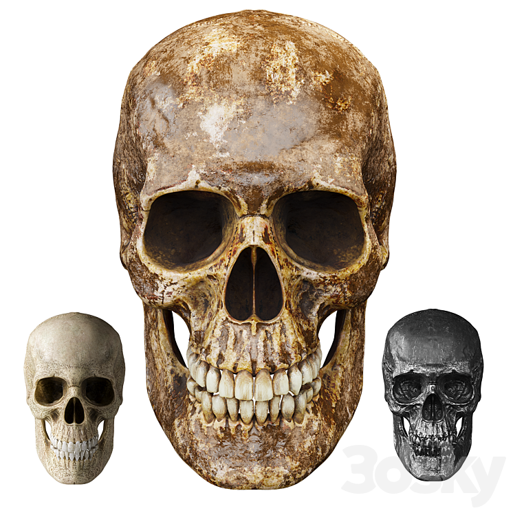 Set of three skulls - Miscellaneous - 3D model