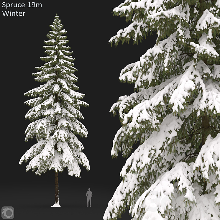 Spruce winter - Tree - 3D model