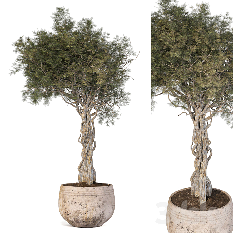 Indoor Plant Decorative Shrub 125 - Indoor - 3D model