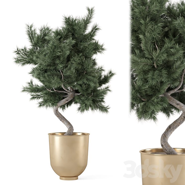 Indoor Pine Plants in Metal Pot_Set 2901 - Indoor - 3D model