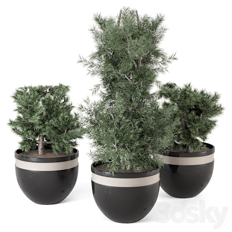 Indoor Pine Plants in Metal Pot_Set 2902 - Indoor - 3D model